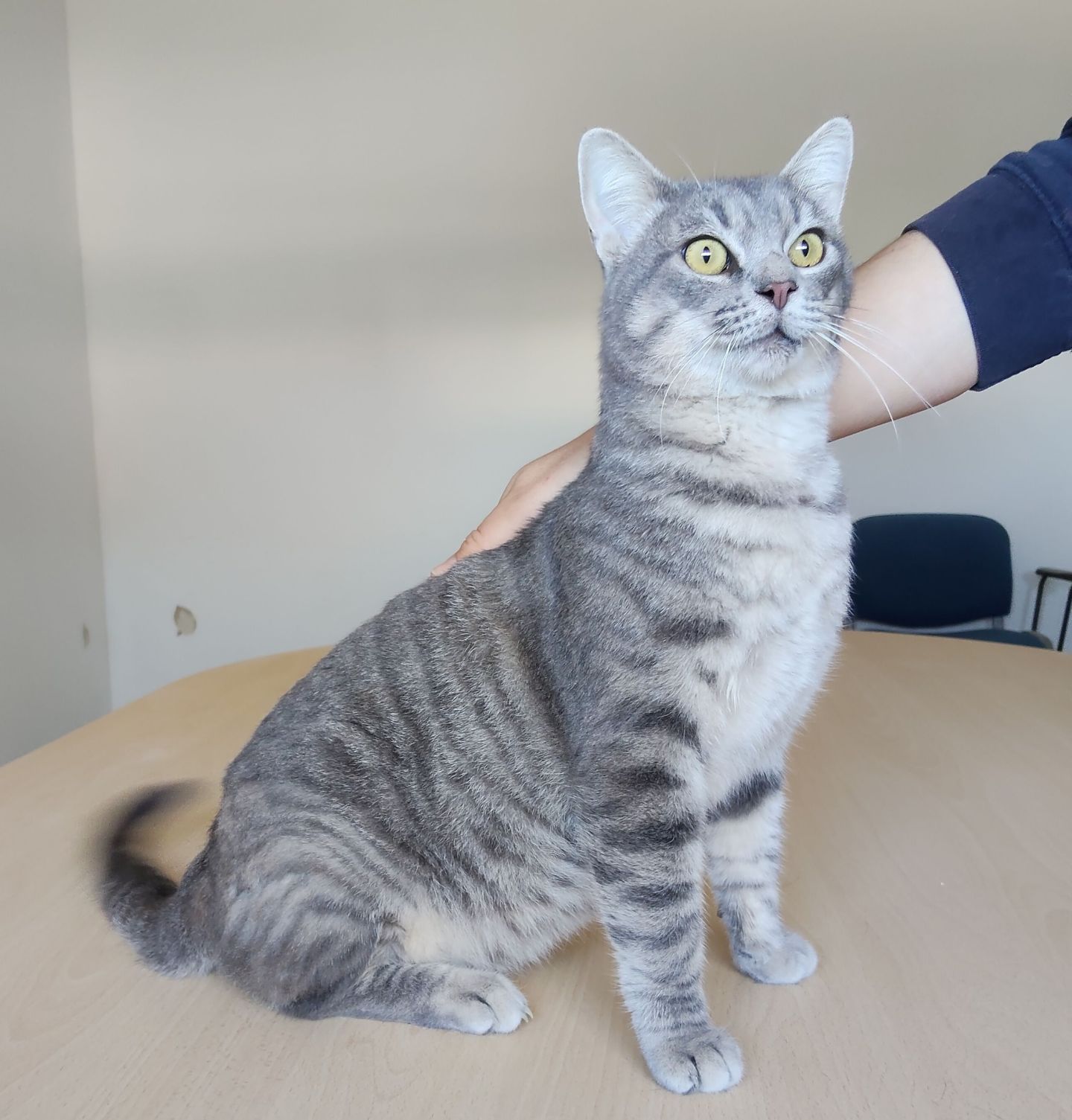 Titán ♂ – Tierhilfe Anubis e. V.